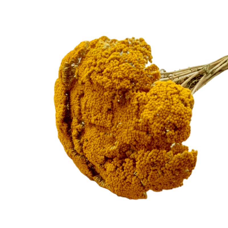 Achillea midi- Galben muștar • Ambalaje & Accesorii Florale